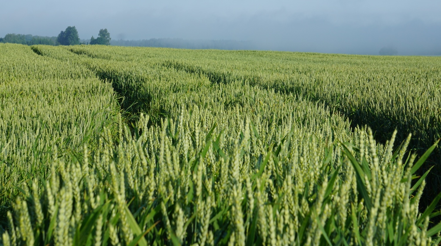 Mano ūkis - Pirmoji derlingumo prognozė: pasėliai nuteikia ...