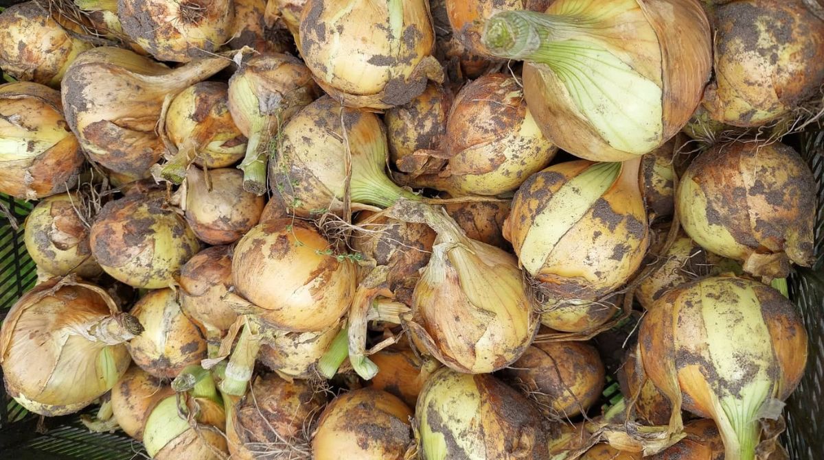 Mano ūkis - Žieminiai svogūnai ir česnakai vis labiau populiarėja