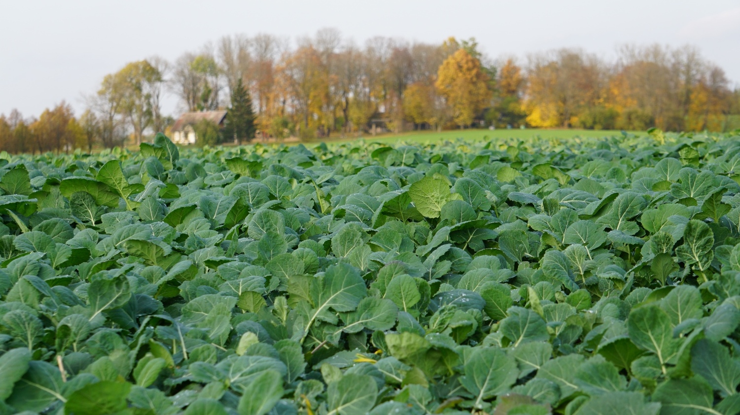 Mano ūkis - Rapsų pasėliai šį rudenį gerai pasirengę žiemojimui