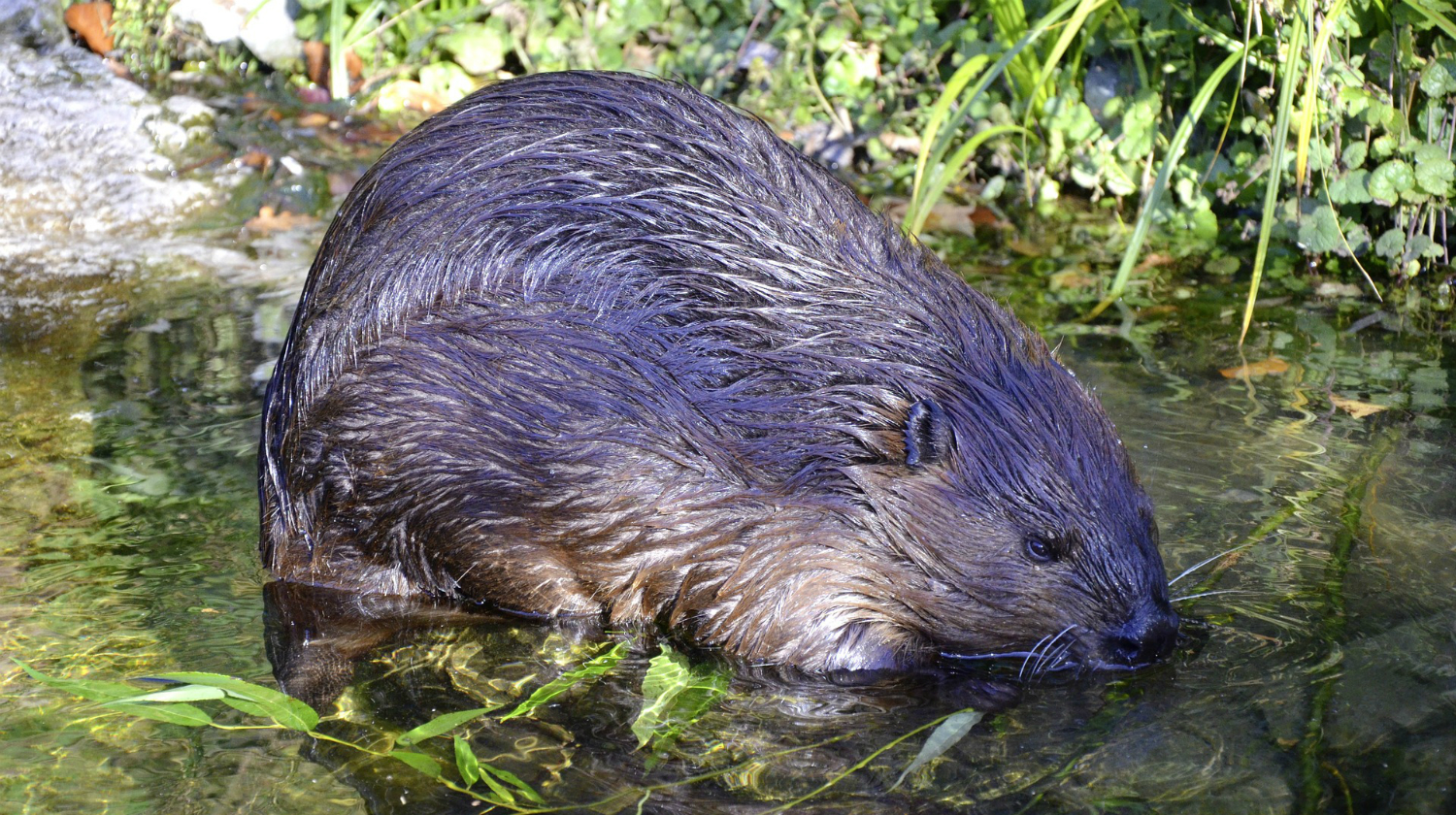 Mano ūkis - Būsima meniu naujovė: bebriena ir stumbriena