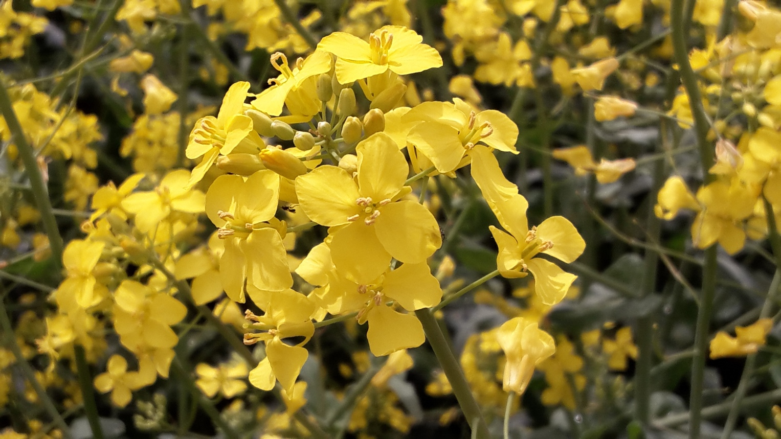 Mano ūkis - Rapsų aliejaus dalis rinkoje beveik nepadidės