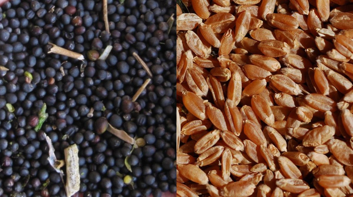 Mano ūkis - Per metus kviečių ir rapsų supirkimo kainos sumažėjo beveik ...