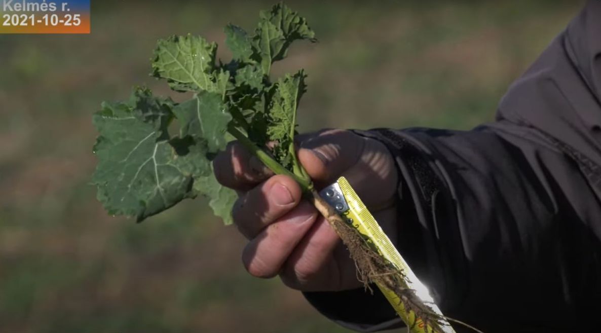 Mano ūkis - Kaip atrodo rapsai ir kviečiai vėlyvą rudenį