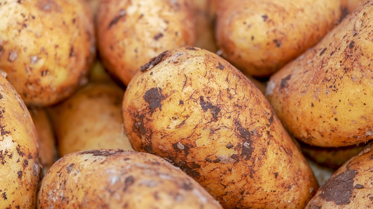 Mano ūkis - Bulvės vejasi apelsinus: vitamino C kiekis padvigubės