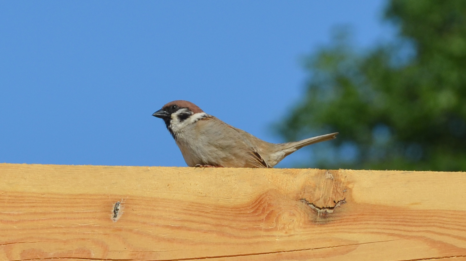 Mano ūkis - Agrarinių vietovių paukščių rūšių sumažėjo perpus