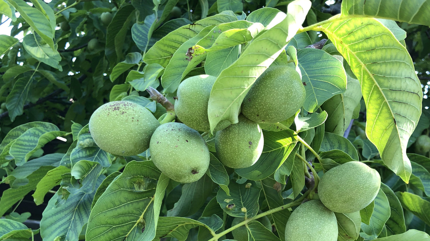 Mano ūkis - Skirtingi riešutai – nevienoda ir nuotaika