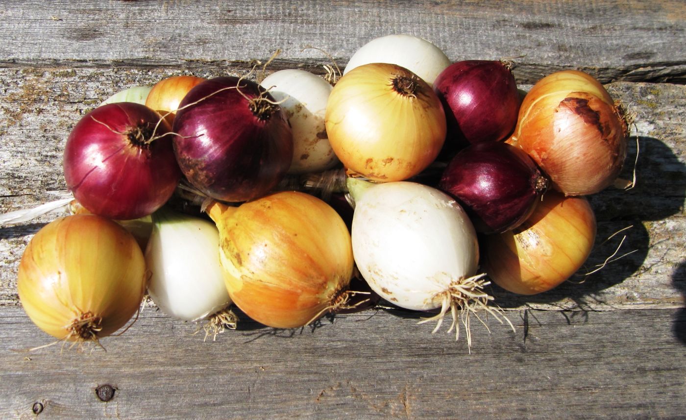 Mano ūkis - Laistymas – gausesniam svogūnų derliui