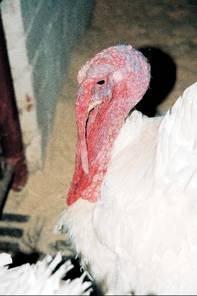 Mano ūkis - Kalakutų lesinimo būdai ir lesalai