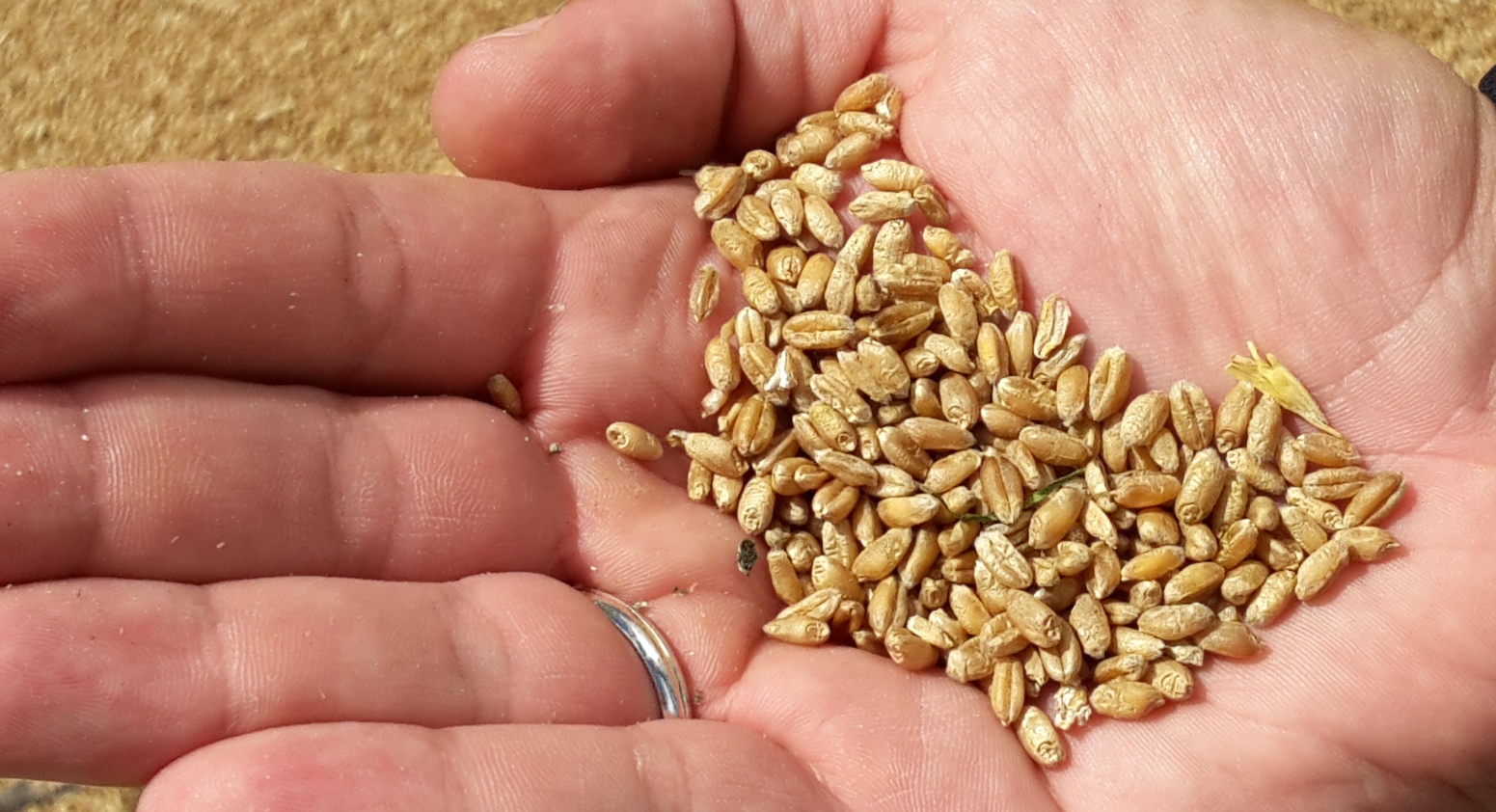 Mano ūkis - Šiųmetis grūdų derlius gausesnis, bet kokybė – prastesnė