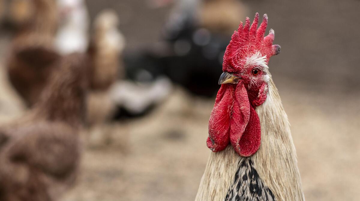 Mano ūkis - Kad gaidžio giedojimas nevirstų nusikaltimu