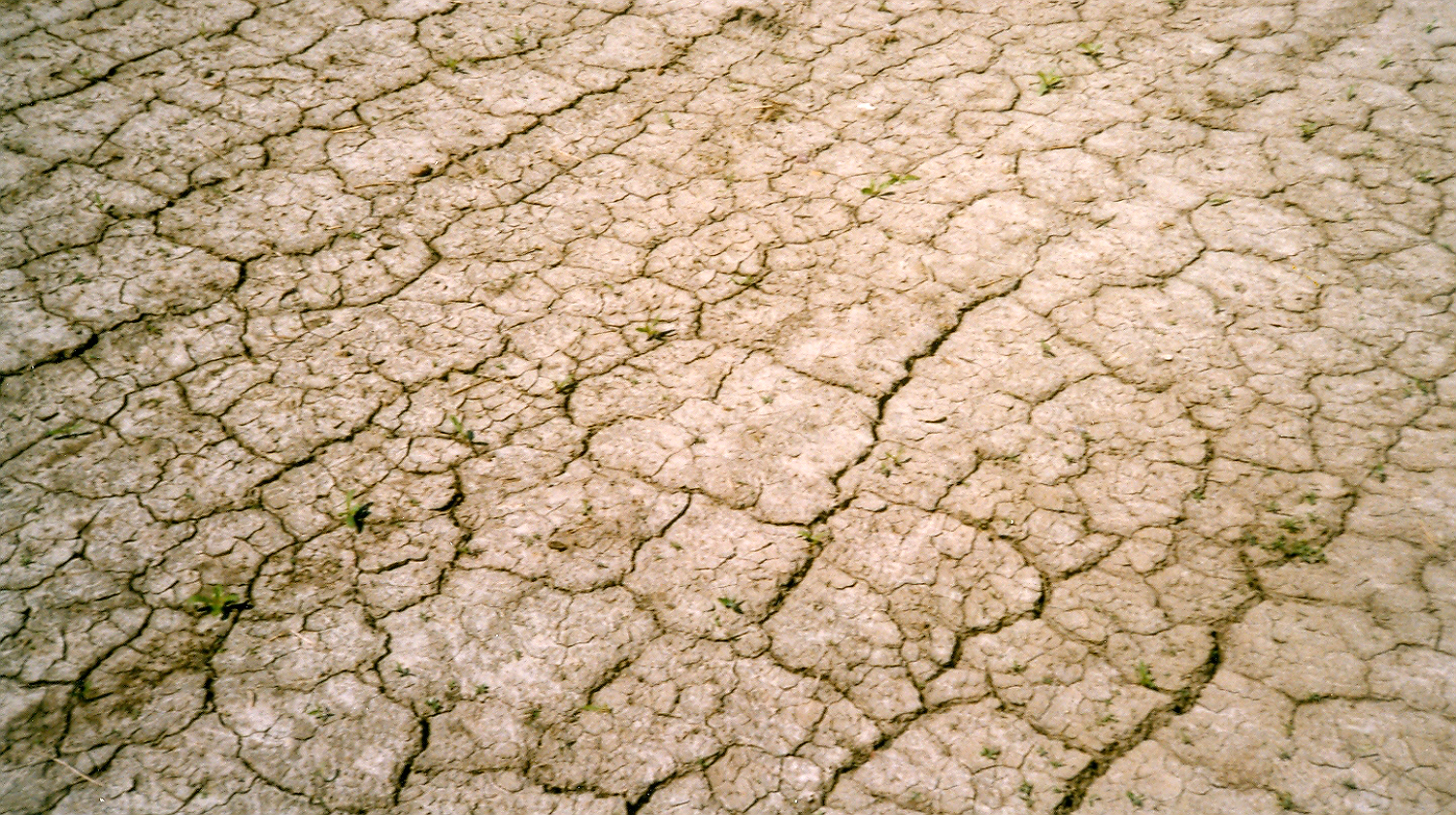 Mano ūkis - Sausra atima derlių ir atskleidžia problemas