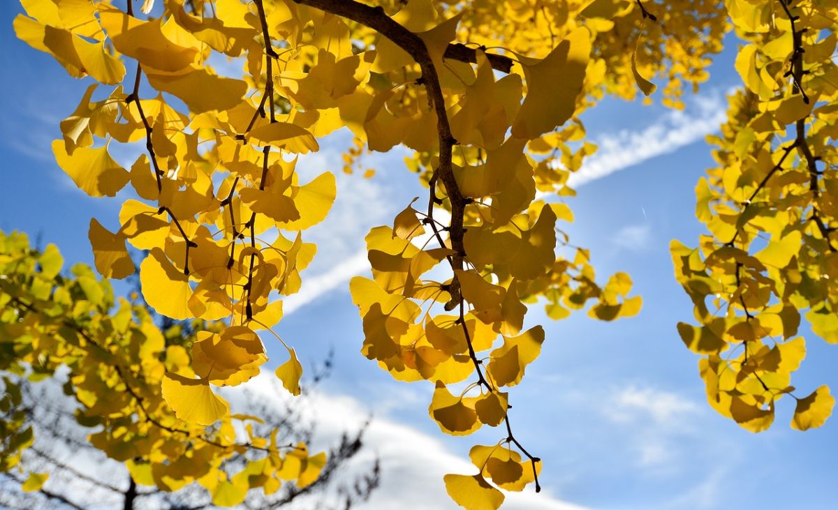 Mano ūkis - Ginkmedis gali būti sodybos kartų medis
