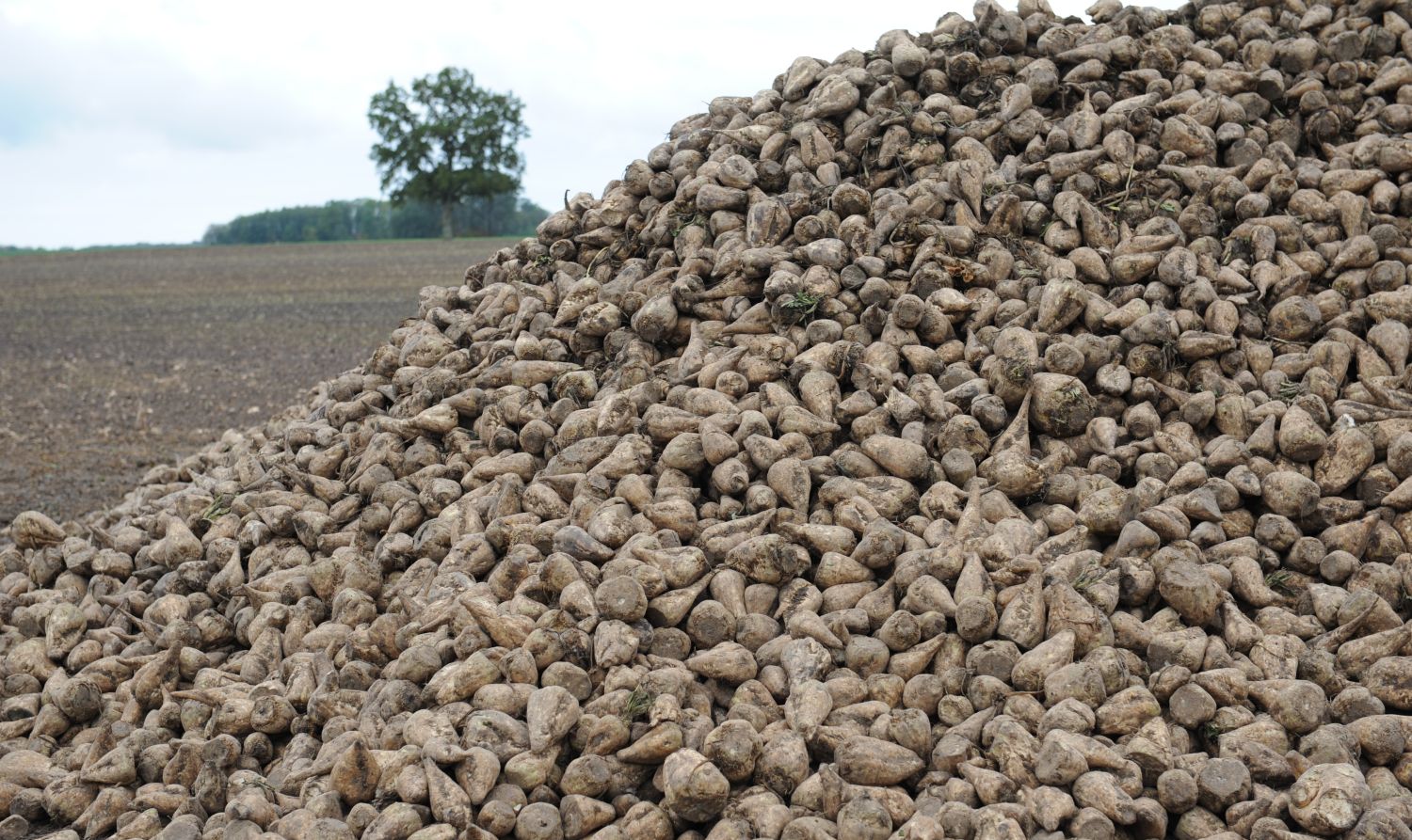 Mano ūkis - Nors cukrinius runkelius puolė ligos, augintojai tikisi ...
