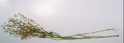 Mano ūkis - Alternatyvūs augalai. Sėjamoji judra