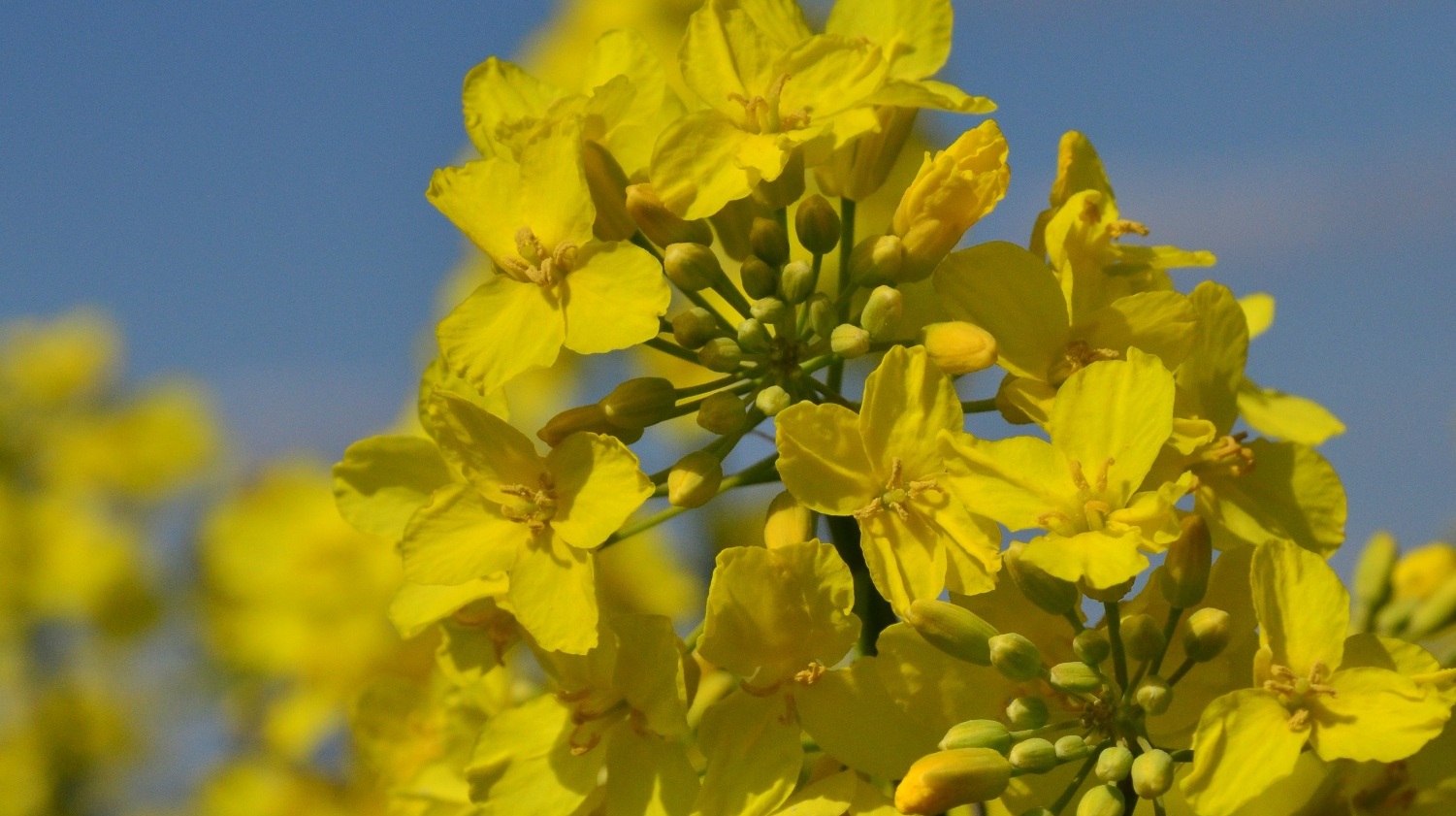 Mano ūkis - Iš lietuviškų rapsų Prancūzijoje išgaus baltymus