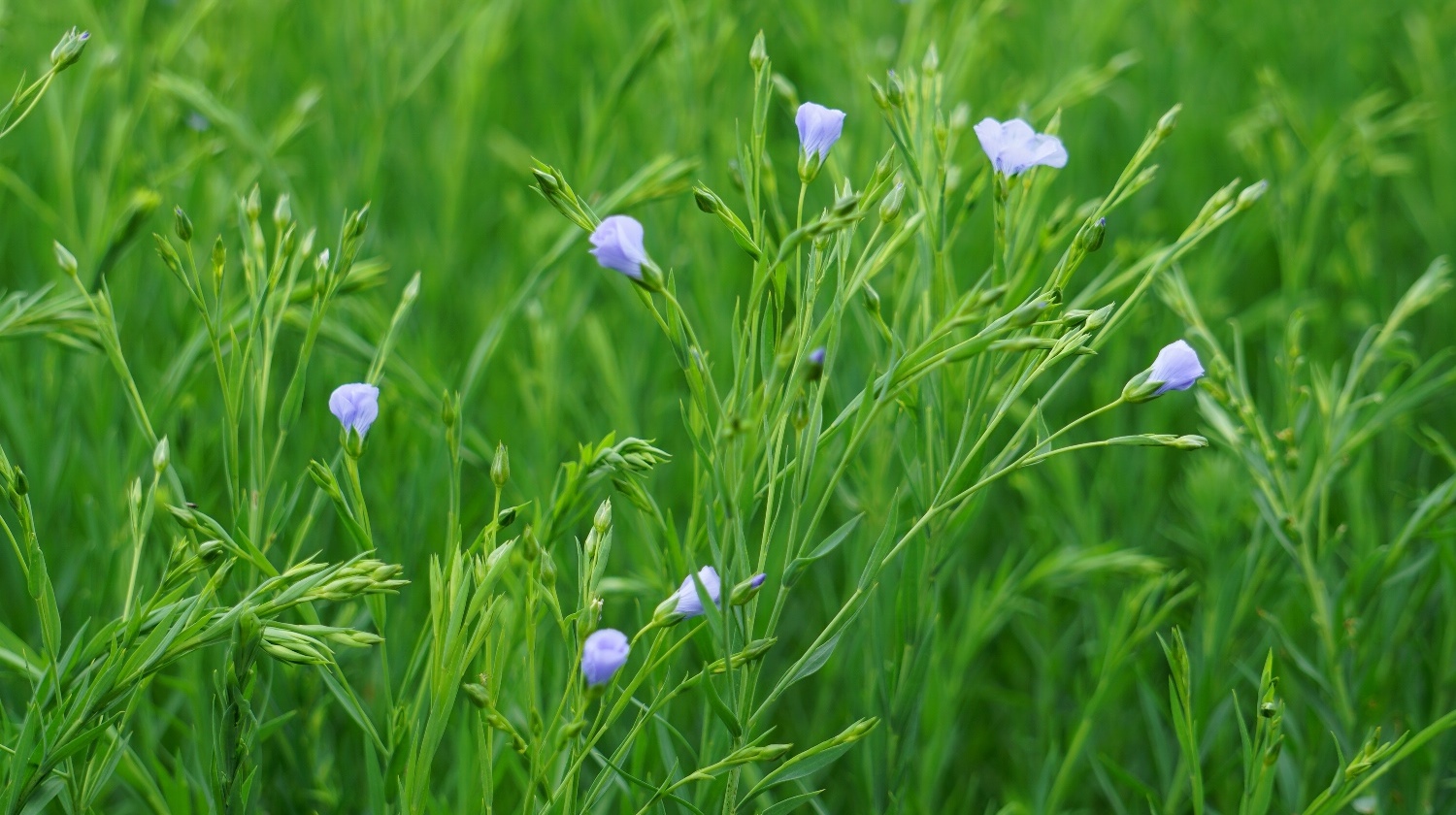 Mano ūkis - Sėmeniniai linai – dėmesio verti augalai