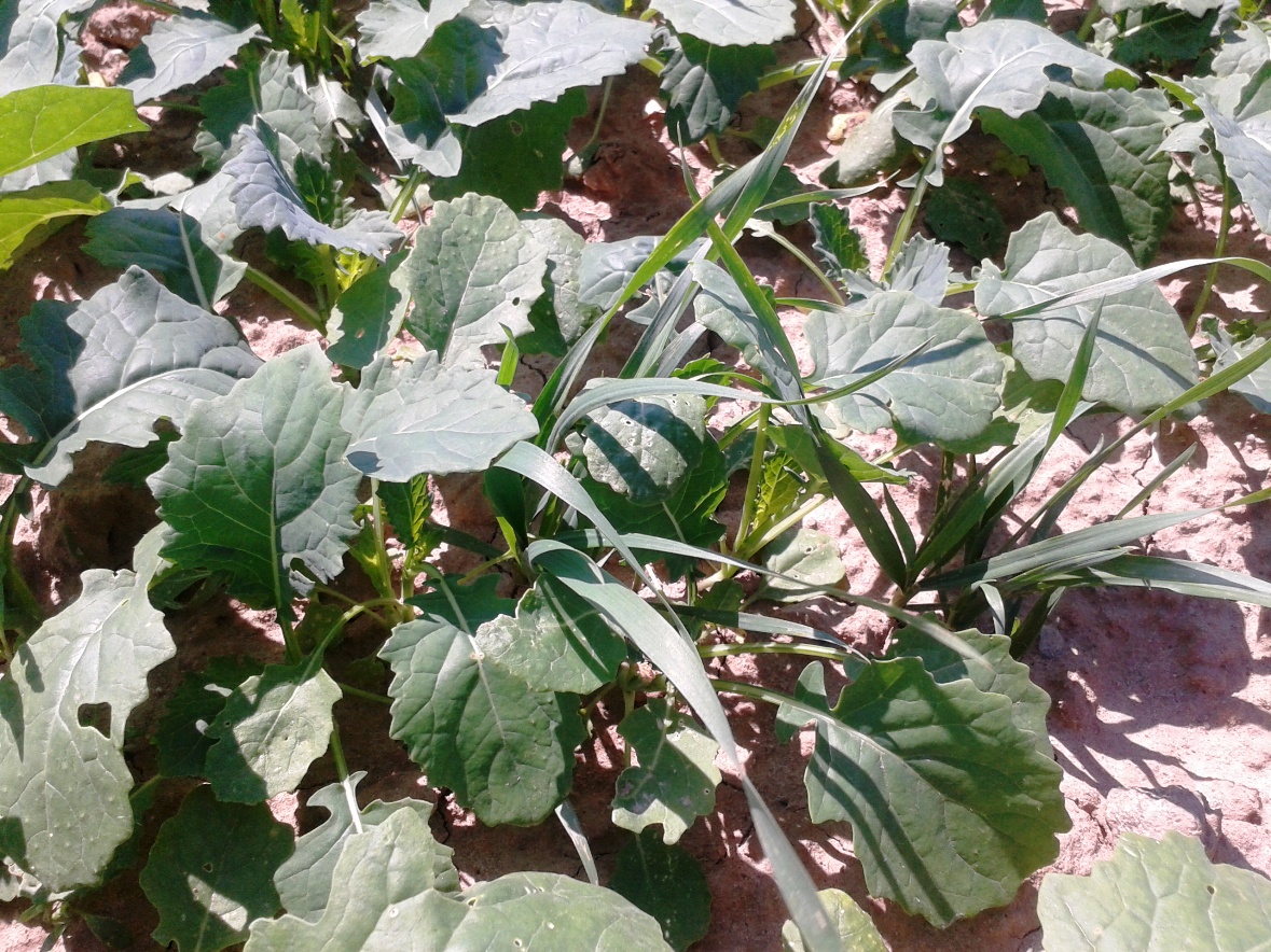 Mano ūkis - Praktiniai patarimai, kaip naikinti pabiras