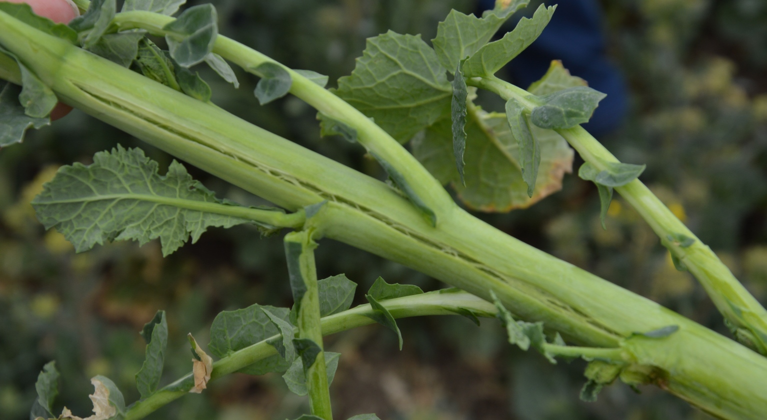 Mano ūkis - Plyšusių rapsų stiebų niekaip sulipdyti nepavyks