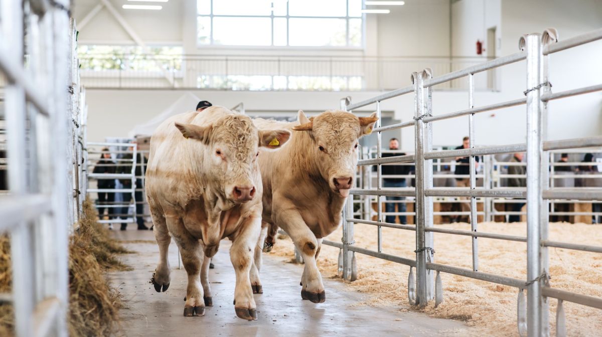 Mano ūkis - Kviečia didžiausia specializuota gyvulininkystės paroda