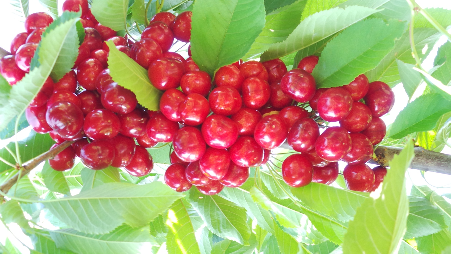 Mano ūkis - Trešnes sunkiau auginti negu obelis