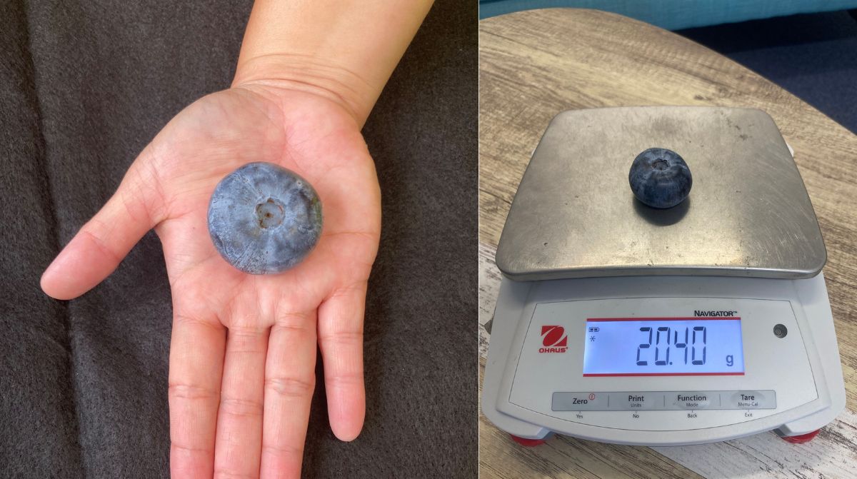 Mano ūkis - Sunoko šilauogė rekordininkė