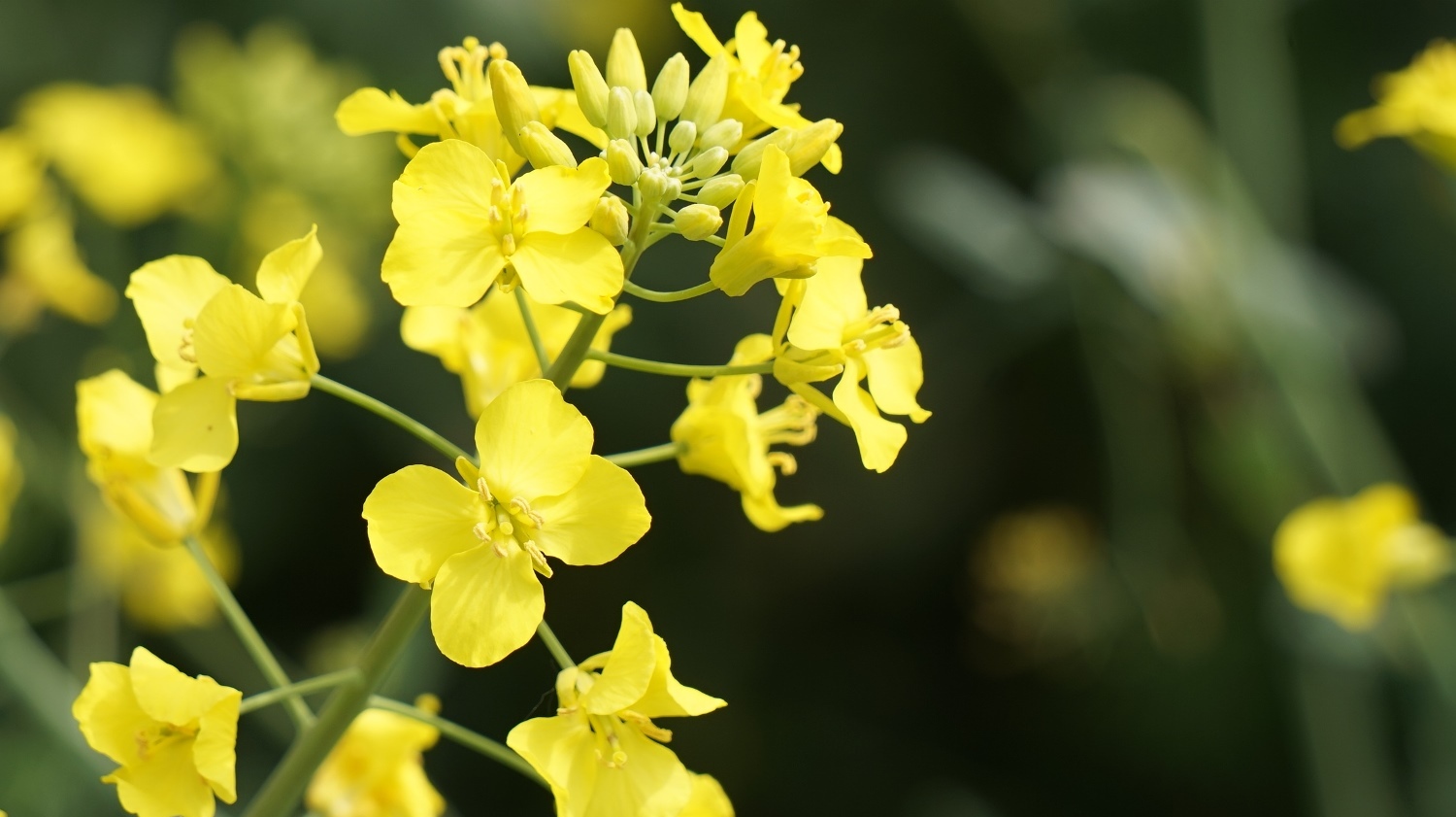 Mano ūkis - Kanadiečiai rengiasi pristatyti genetiškai redaguotas rapsų ...