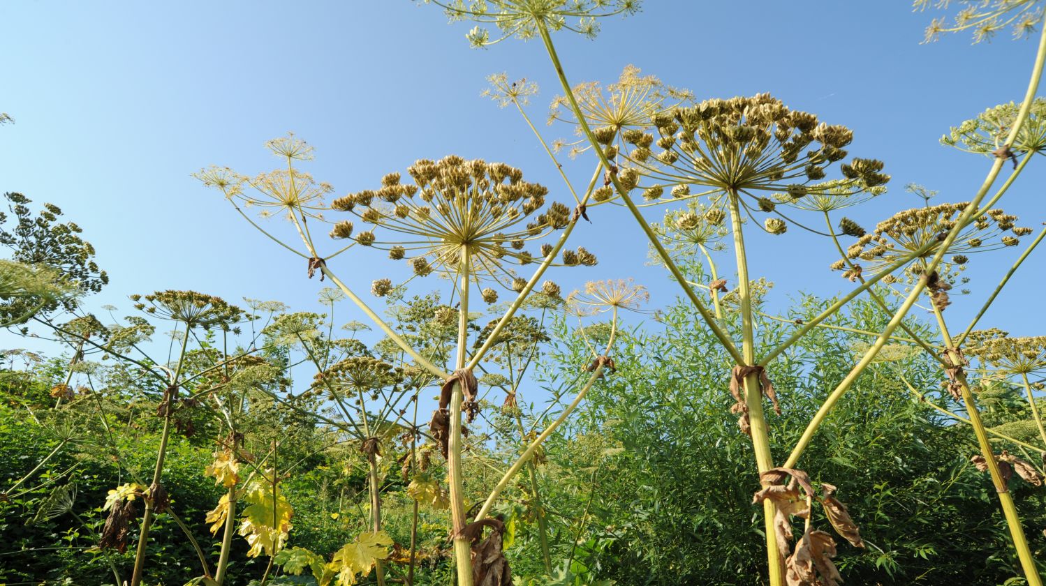 Mano ūkis - Neskubama įpareigoti savininkų naikinti Sosnovskio barščius