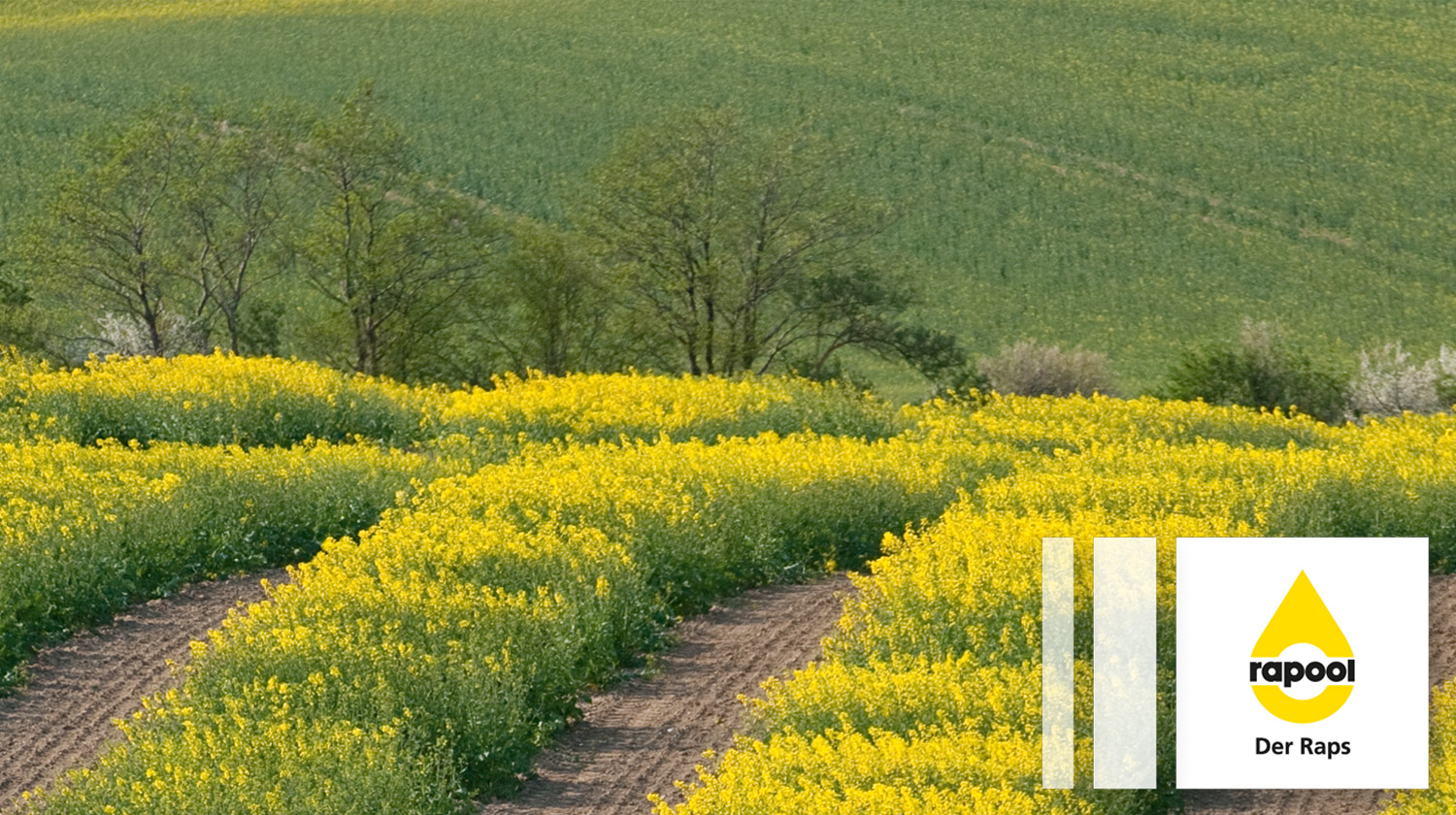 Mano ūkis - Rapsų selekcininkai jau šiandien kuria ateities veisles