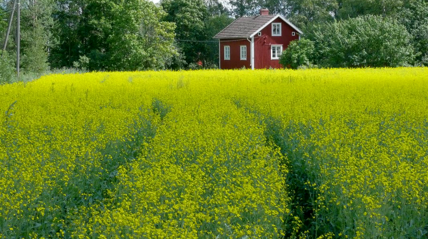 Mano ūkis - Rapsukai: kuo panašūs ir kuo skiriasi nuo rapsų