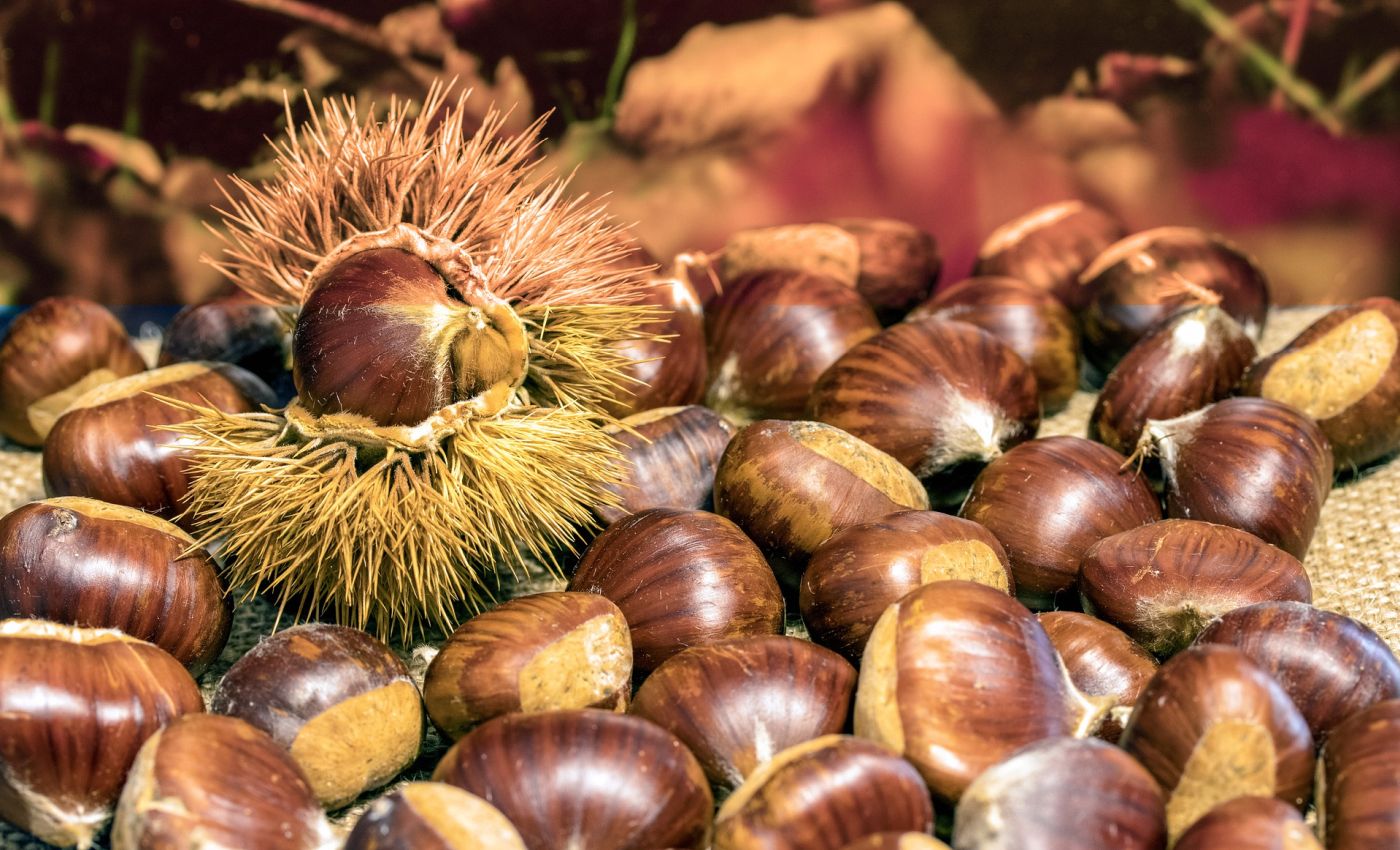 Mano ūkis - Nykstančius kaštainius siūloma gelbėti genų inžinerija