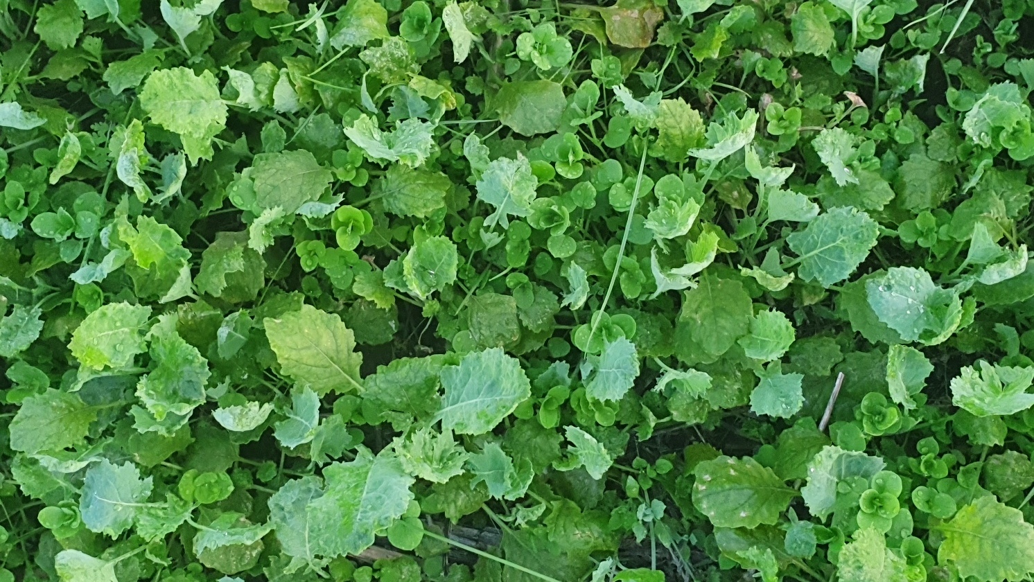 Mano ūkis - Rapsų pabirų laukuose šiemet itin gausu