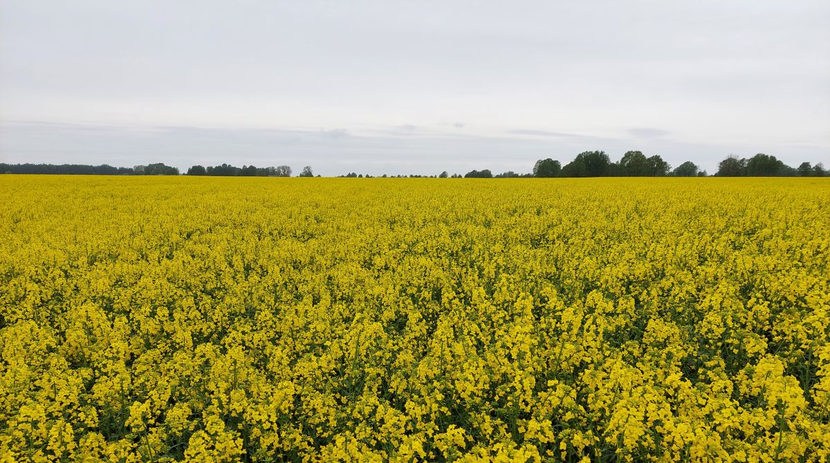 Mano ūkis - Rapsų augintojams – bandymais įrodyta efektyvi apsauga nuo ...