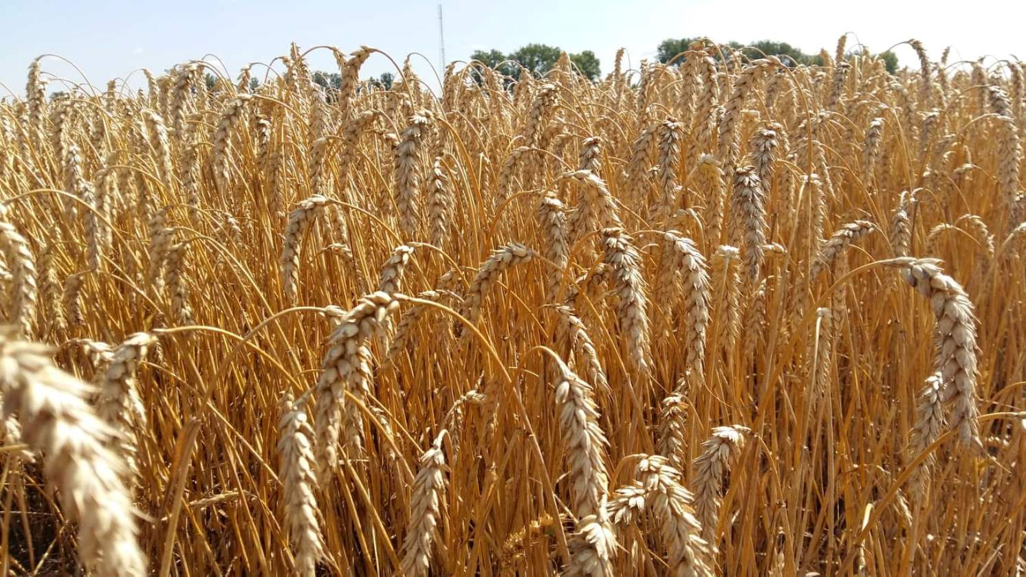 Mano ūkis - Kodėl juoduoja javų varpos?