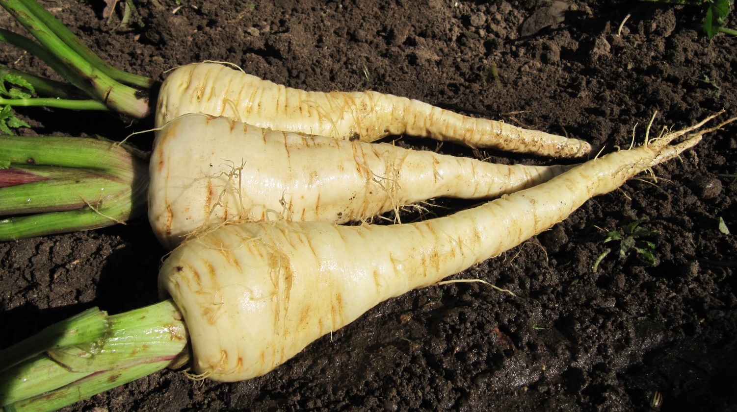 Mano ūkis - Pastarnokus užaugino robotai