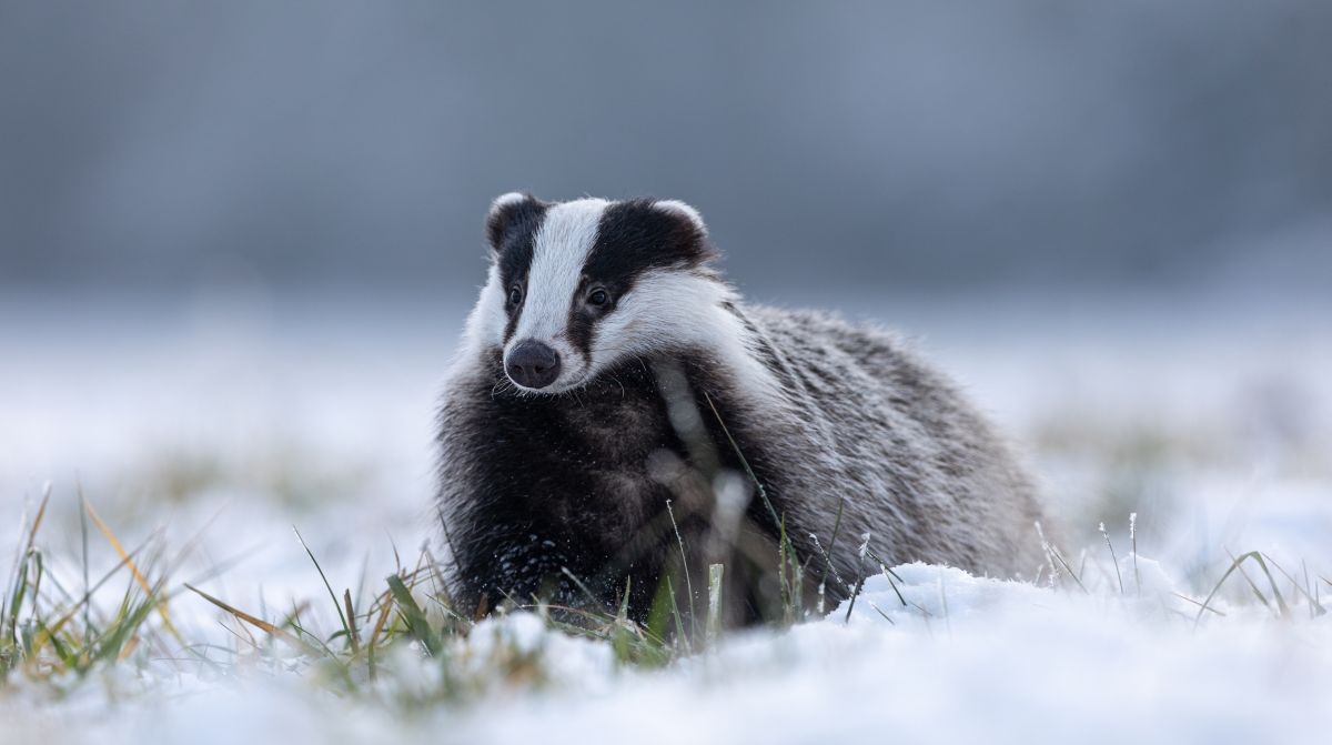 Mano ūkis - Pusiaužiemis. Ką darom su barsuku?