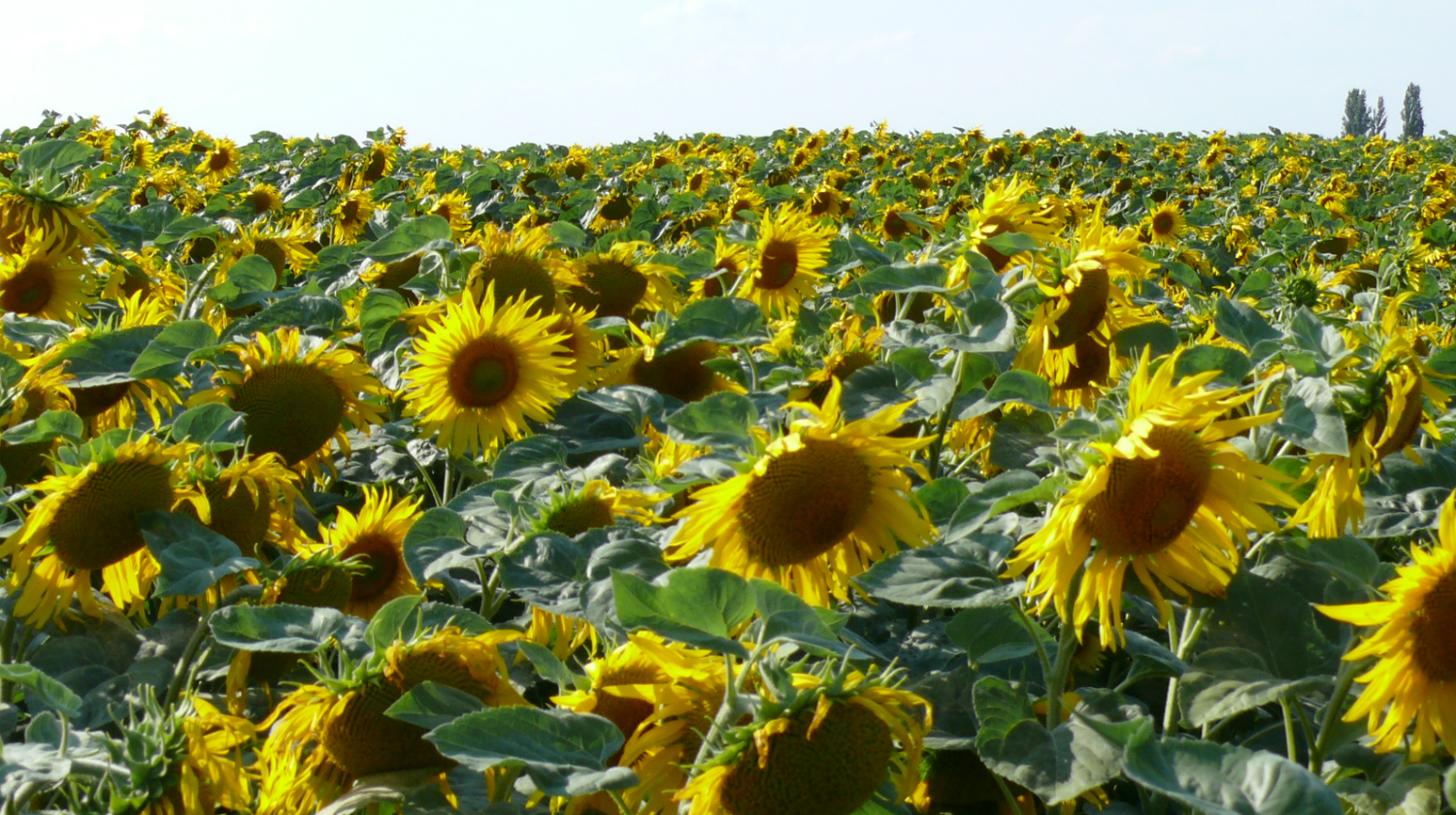 Mano ūkis - Kas antras saulėgrąžų aliejaus butelis – iš Ukrainos