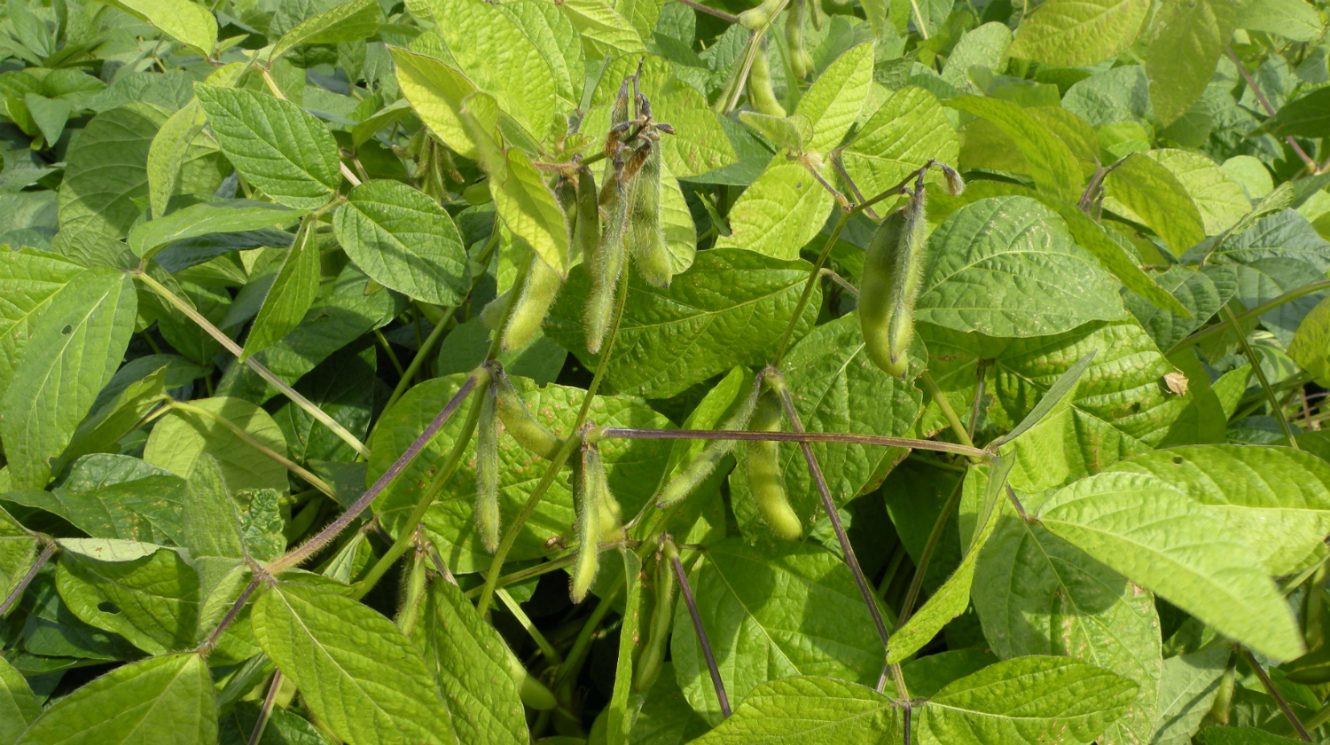 Mano ūkis - Britai augina vis daugiau sojų