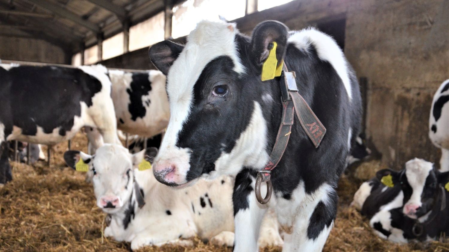 Mano ūkis - Lempa ar gūnia – kas labiau šildo veršelį?