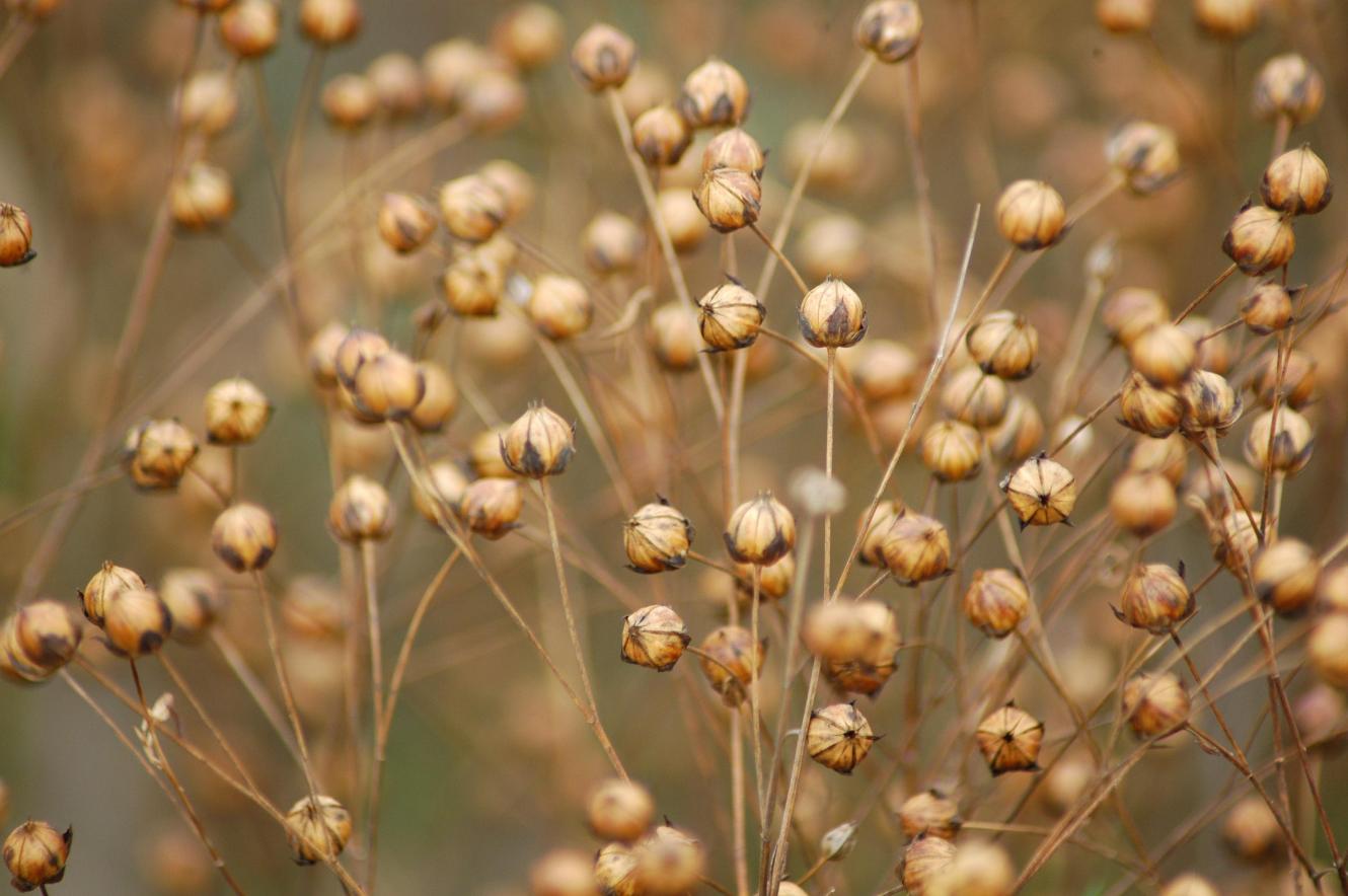 Mano ūkis - Linų renesansas ar pakasynos?