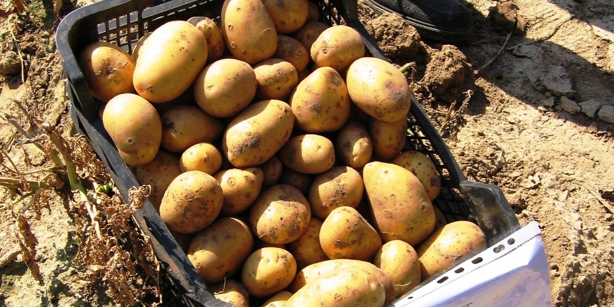 Mano ūkis - Airiai rengiasi normuoti bulves