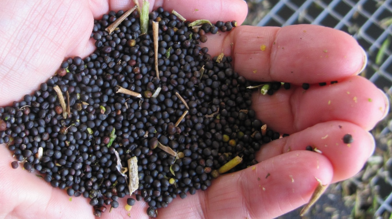 Mano ūkis - Rapsų tonos kainų skirtumai šalyse – iki 200 Eur