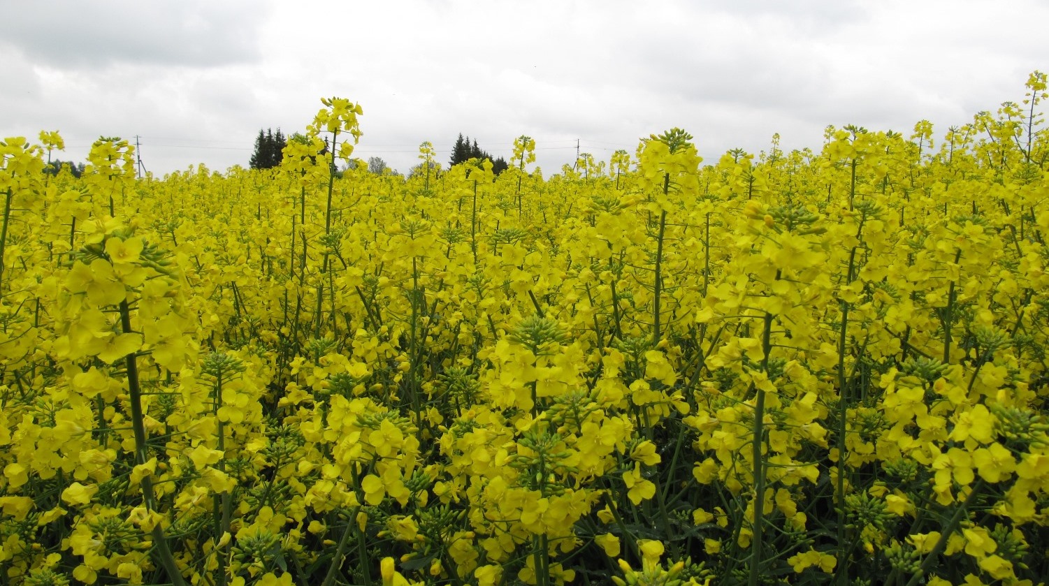 Mano ūkis - Rapsų rinkoje tvyro nežinia