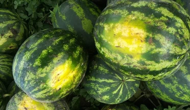 Mano ūkis - Kėdainiečių bandymas pavyko: subrendo lietuviški arbūzai