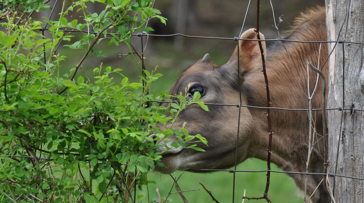 Mano ūkis - Besielgiantiems žiauriai siūloma drausti laikyti gyvūnus