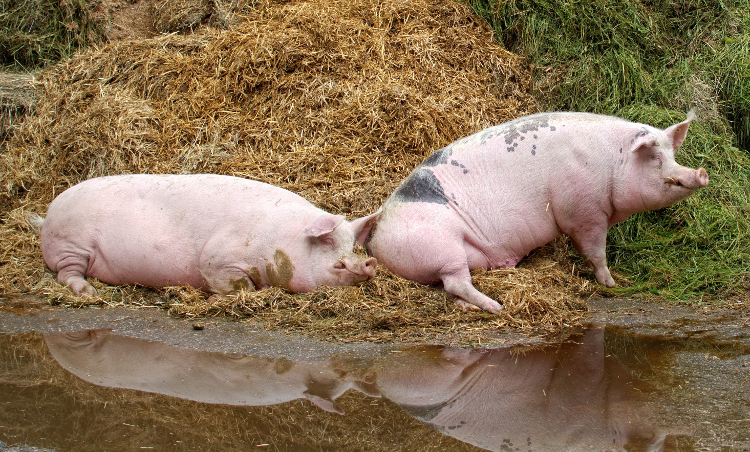 Mano ūkis - Stambiame kiaulių ūkyje Lenkijoje - AKM židinys
