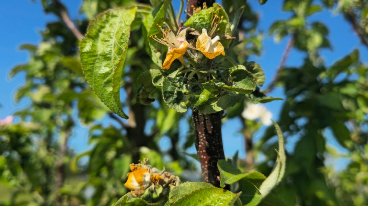 Mano ūkis - Augintojų lūkesčiai žlunga – šalnos nusinešė dalį derliaus
