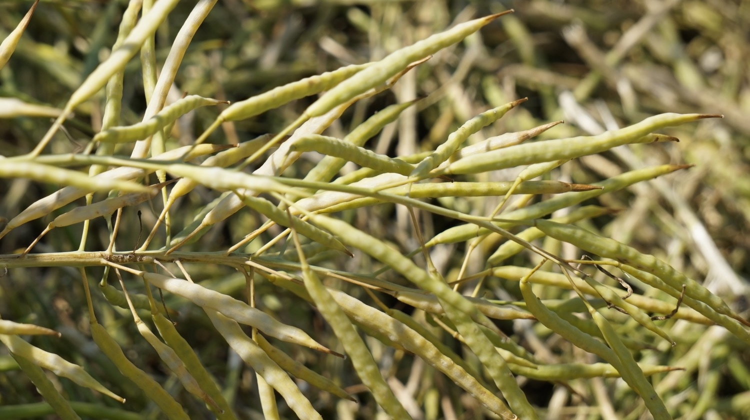 Mano ūkis - Ar buvo pelningi rapsai praėjusį sezoną?