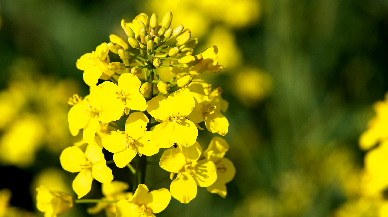 Mano ūkis - Ekspertai: kai kurios šalys galėtų didinti rapsų cheminę ...