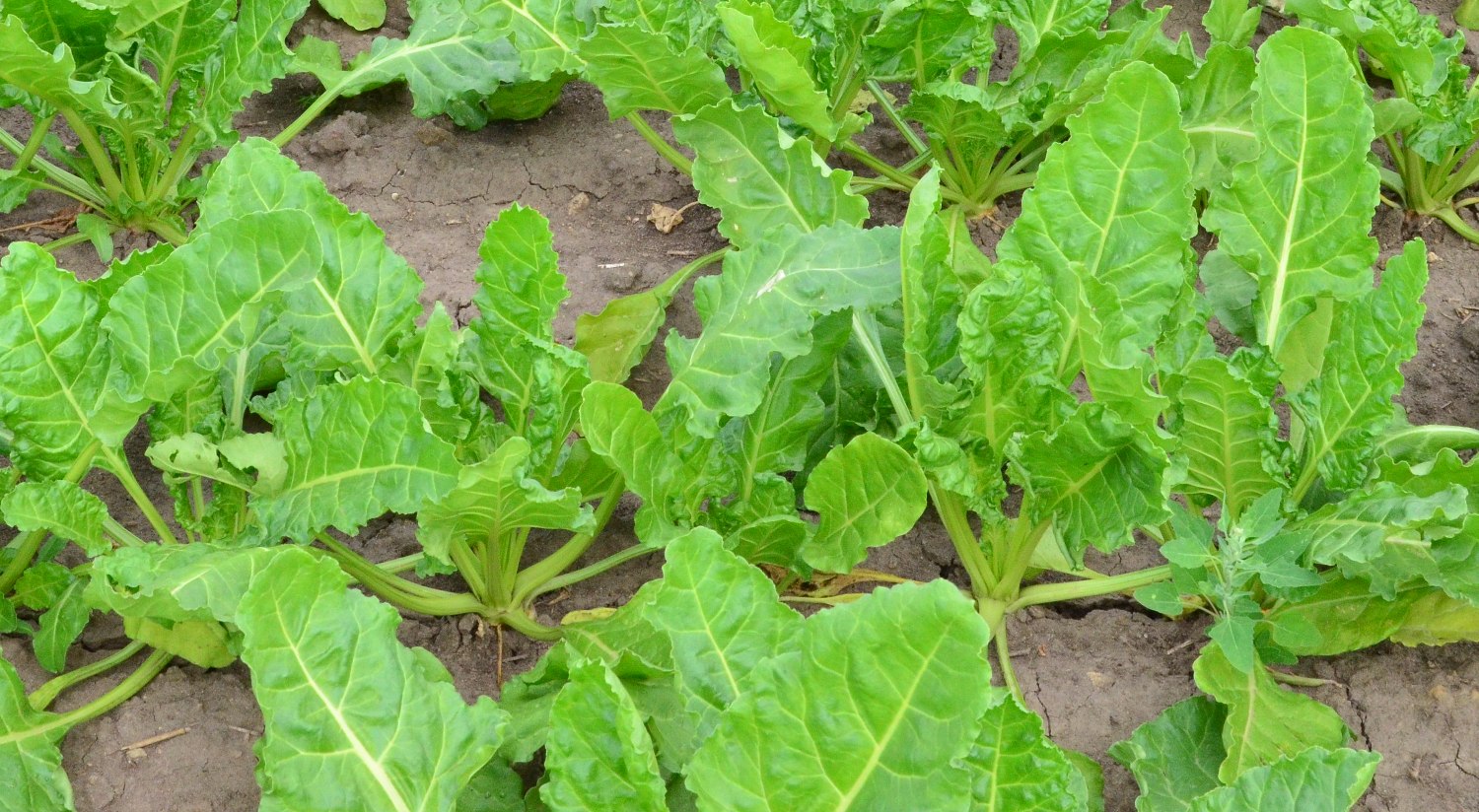 Mano ūkis - Cukrinių runkelių augintojai tenkinasi minimaliu pelnu