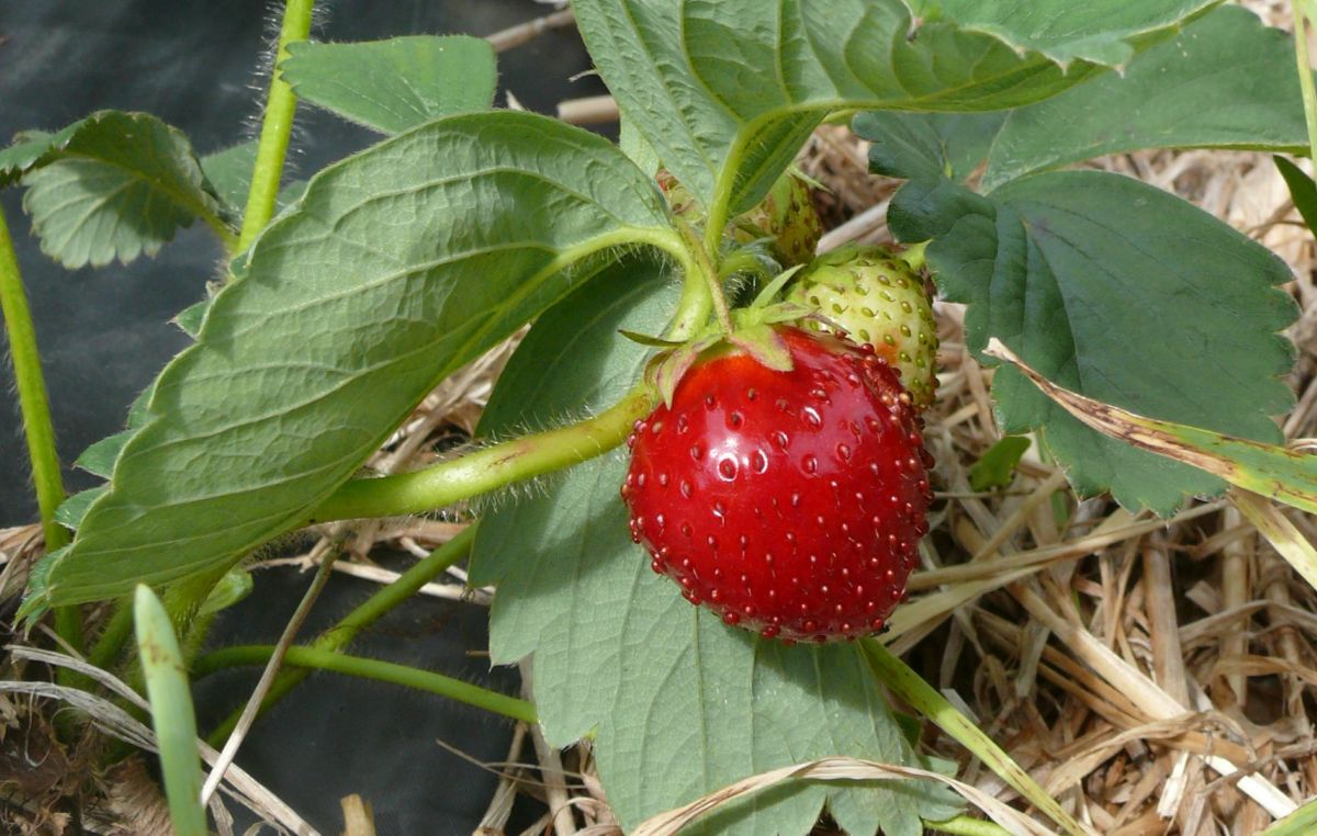Mano ūkis - ES braškių rinkos niša – ekologiškos uogos